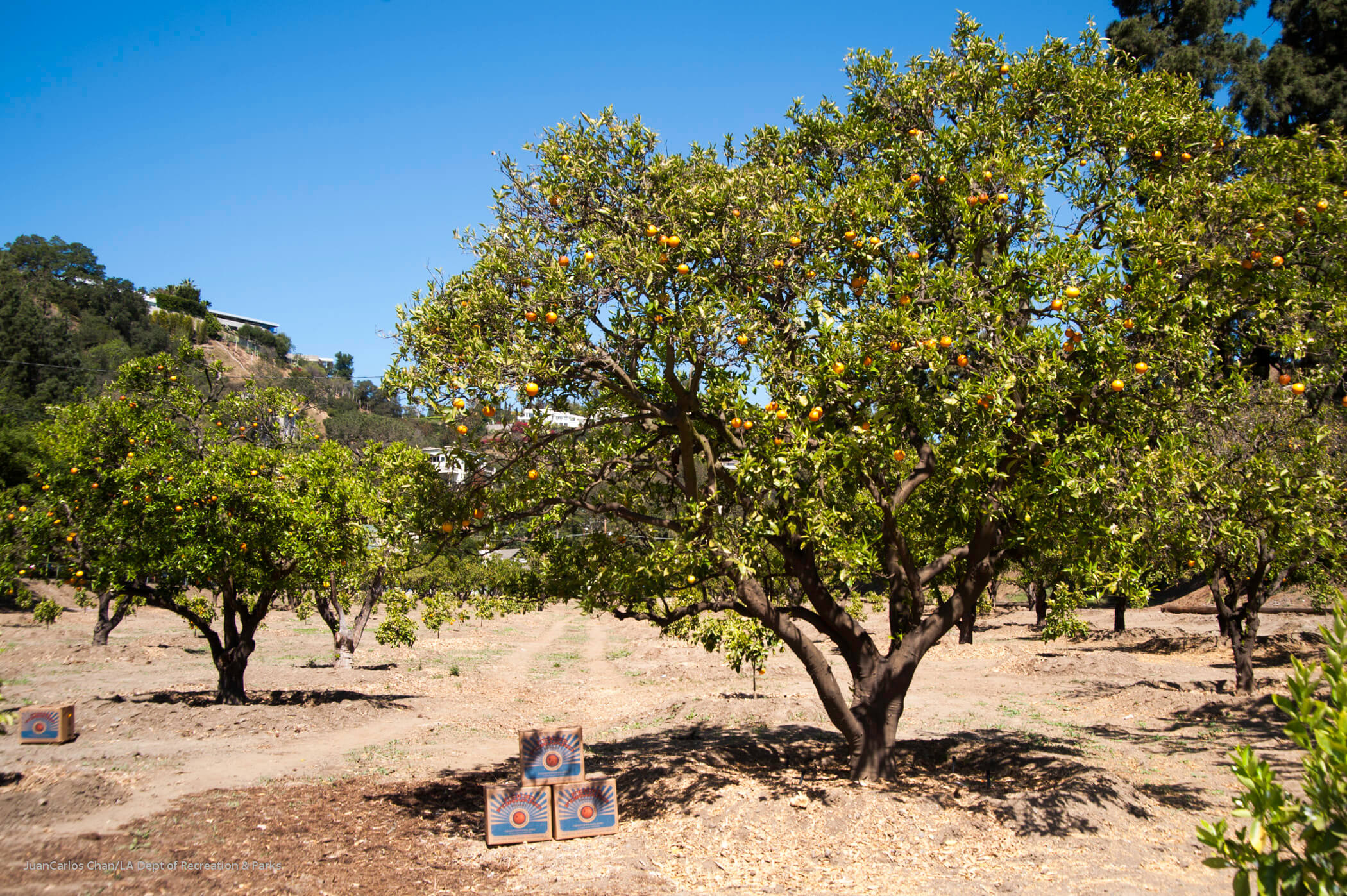 Orange Grove